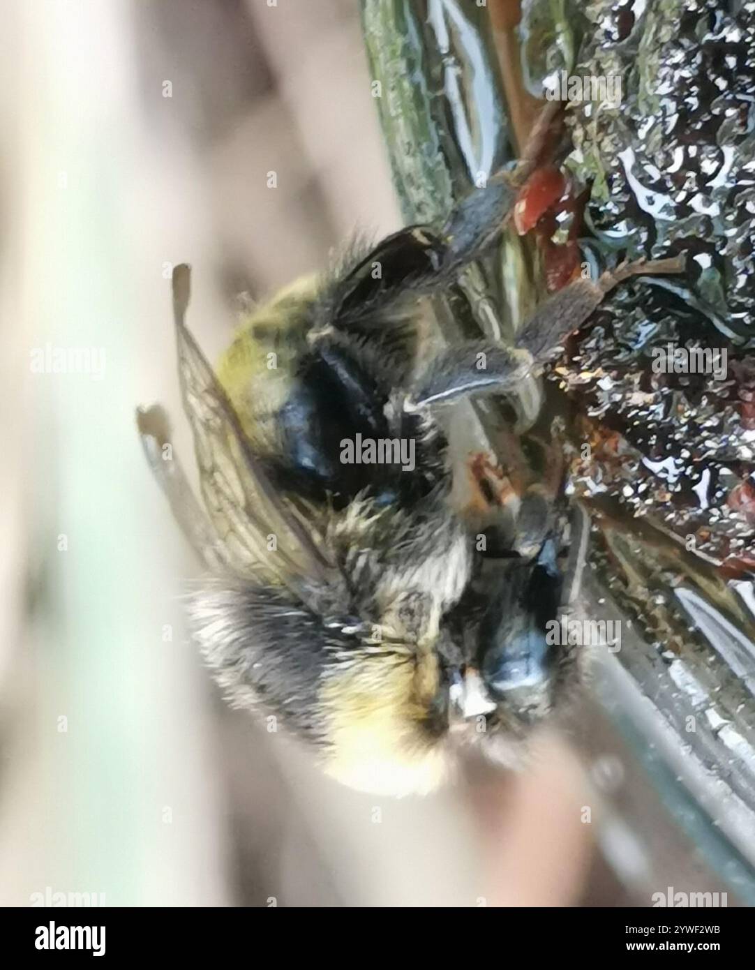 White-tailed Bumble Bee (Bombus lucorum Stock Photo - Alamy