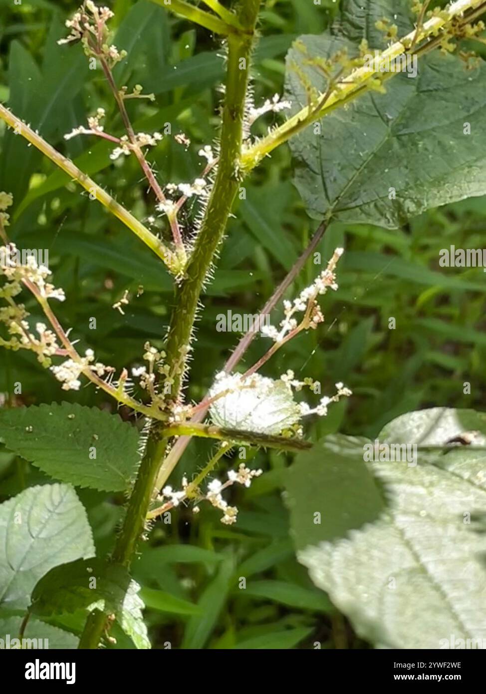 wood nettle (Laportea canadensis Stock Photo - Alamy