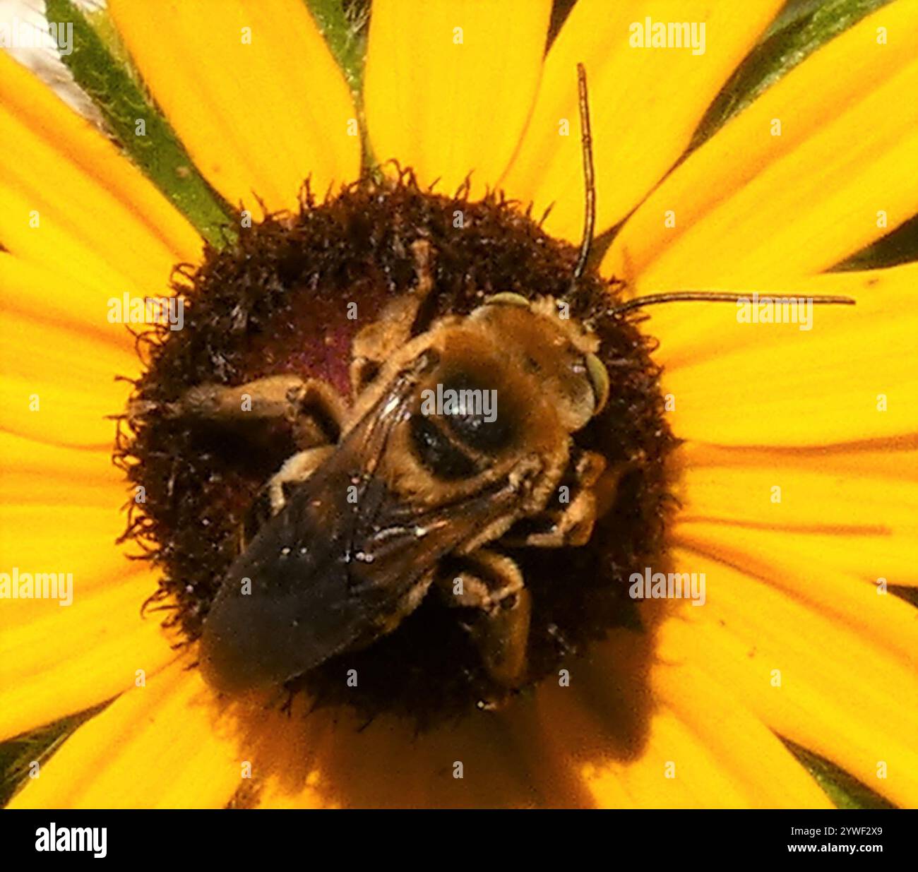 Oblique Longhorn (Svastra obliqua Stock Photo - Alamy