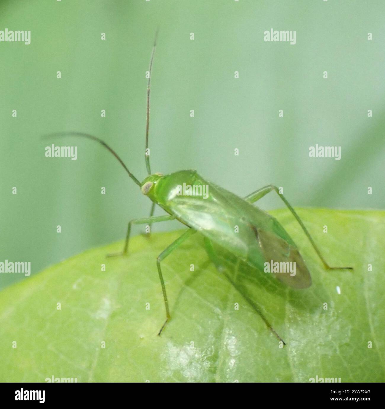 Common Green Capsid (Lygocoris pabulinus Stock Photo - Alamy