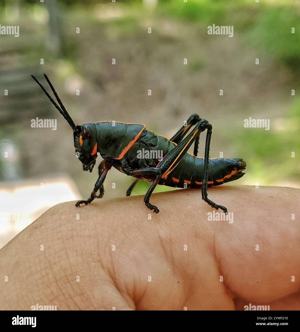 Eastern Lubber Grasshopper (Romalea microptera Stock Photo - Alamy