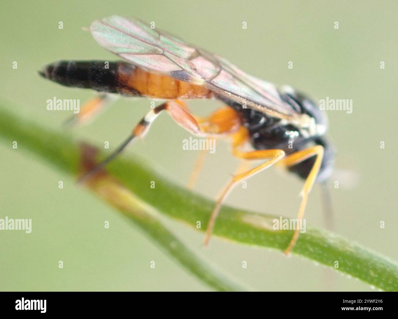 Common Hover Fly Parasitoid Wasp (Diplazon laetatorius Stock Photo - Alamy