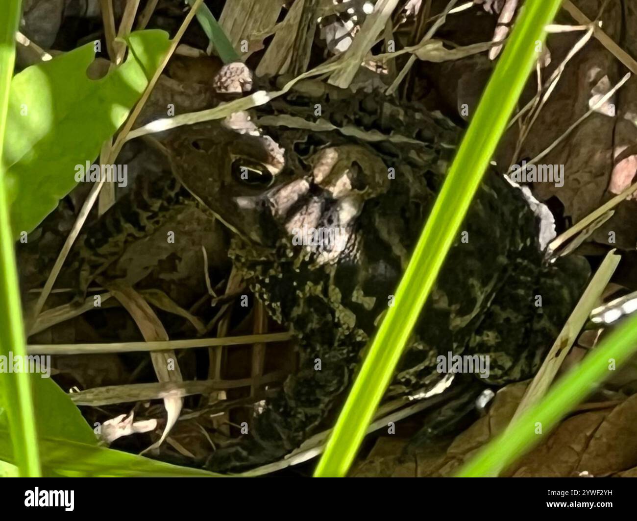 North American Toads (Anaxyrus Stock Photo - Alamy