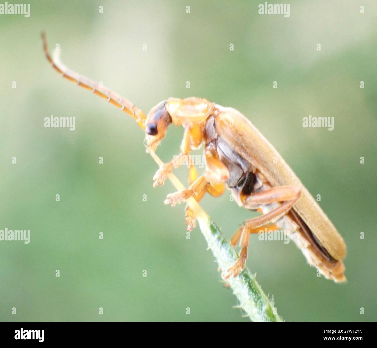 Red Soldier Beetle (Cantharis rufa Stock Photo - Alamy