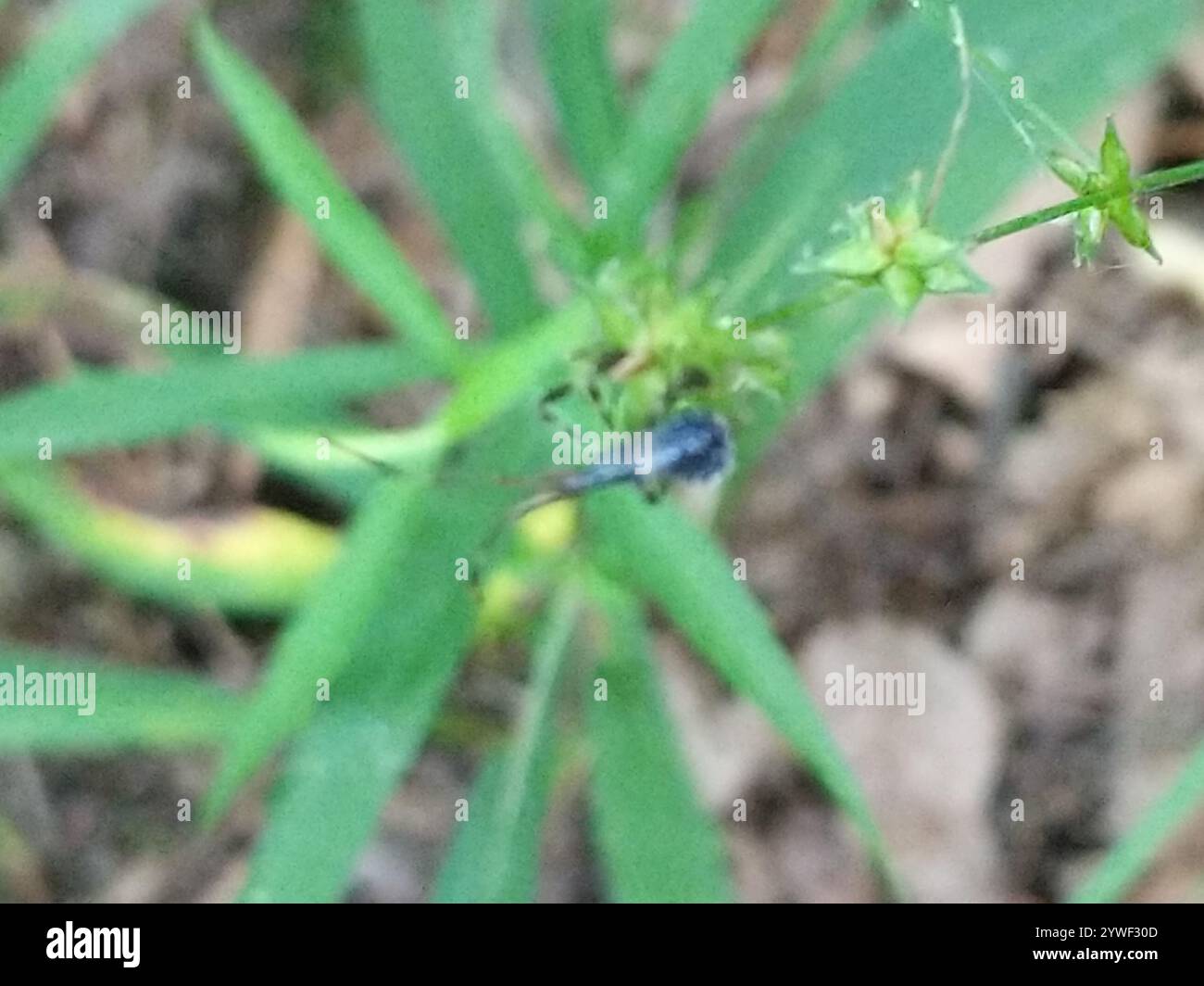 Spine-headed Bugs (Acanthocephala Stock Photo - Alamy