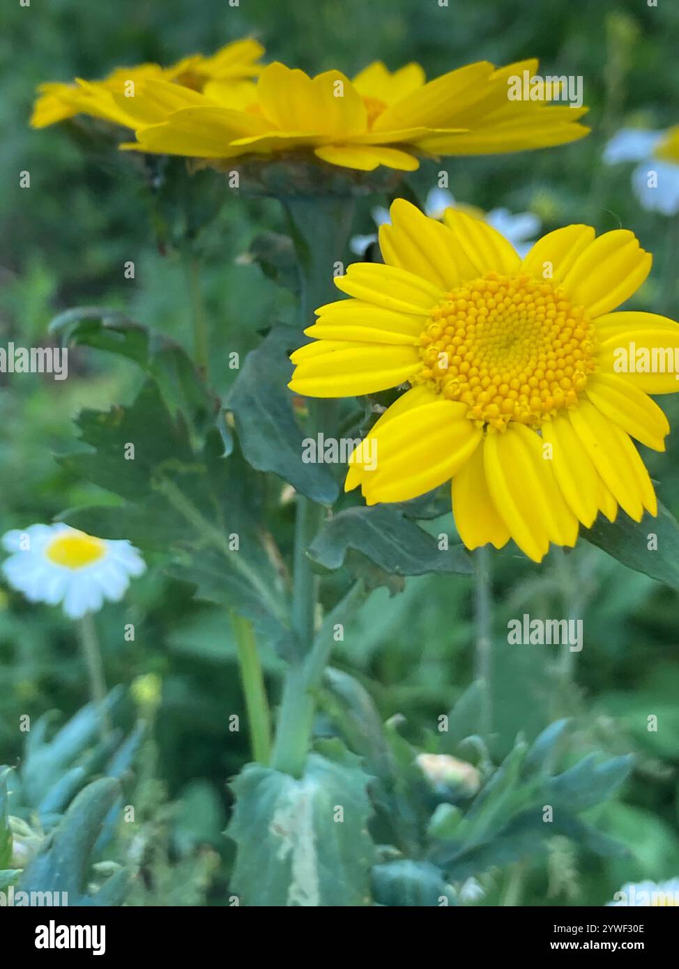 Corn Marigold (Glebionis segetum Stock Photo - Alamy