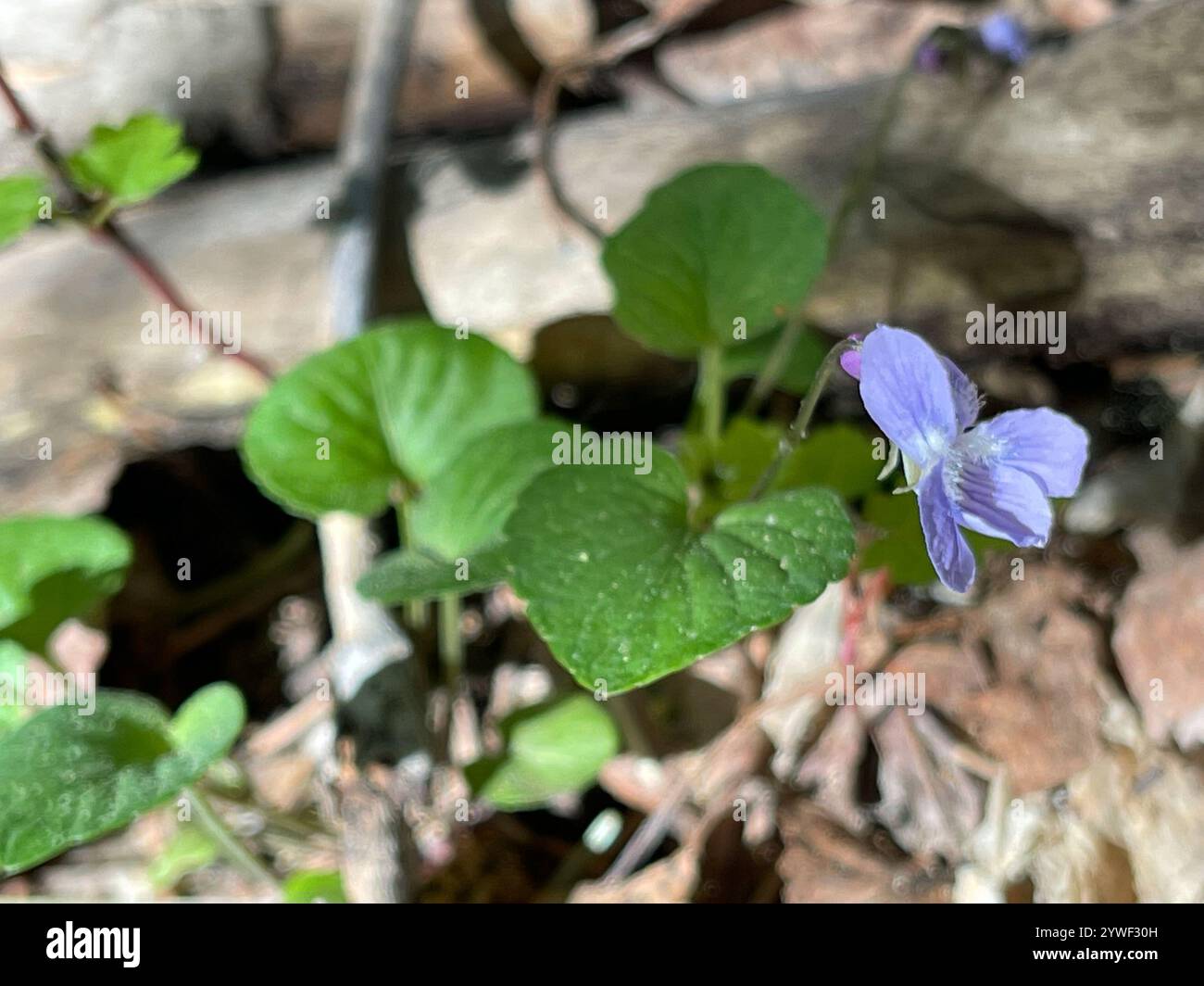 hookedspur violet (Viola adunca Stock Photo - Alamy