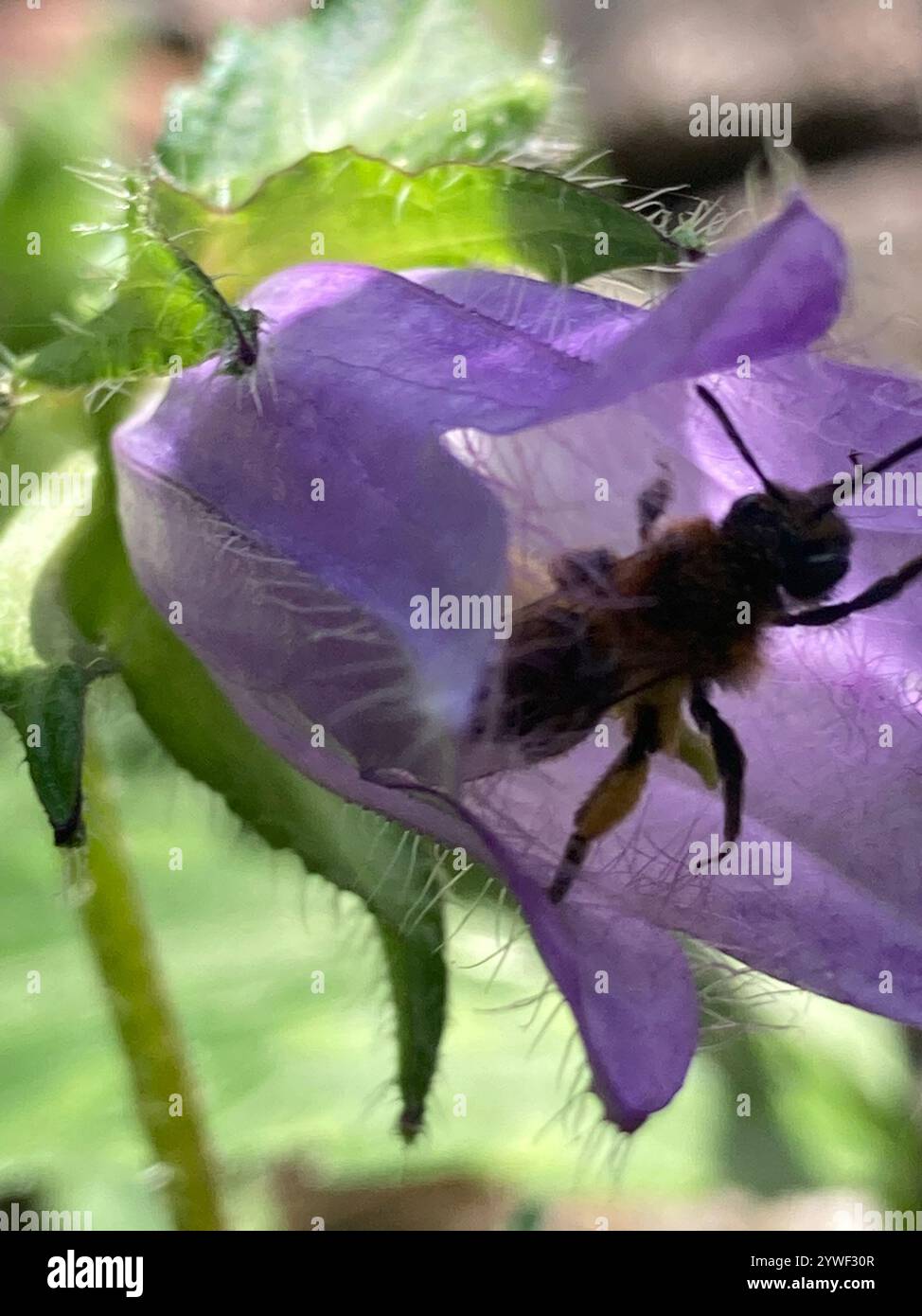 Mining Bees (Andrena Stock Photo - Alamy