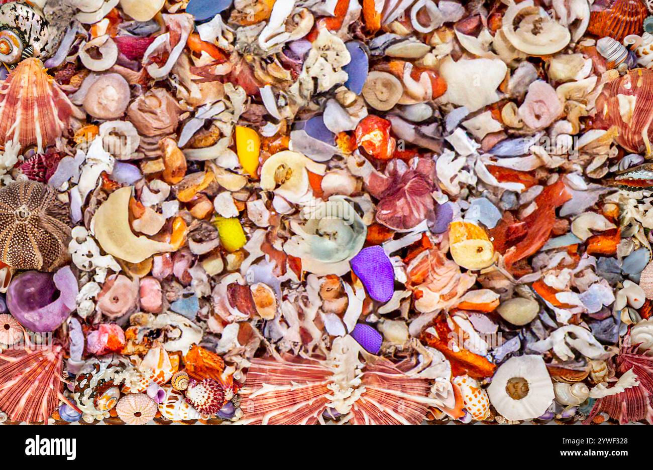 Variety of cone shells hi-res stock photography and images - Alamy