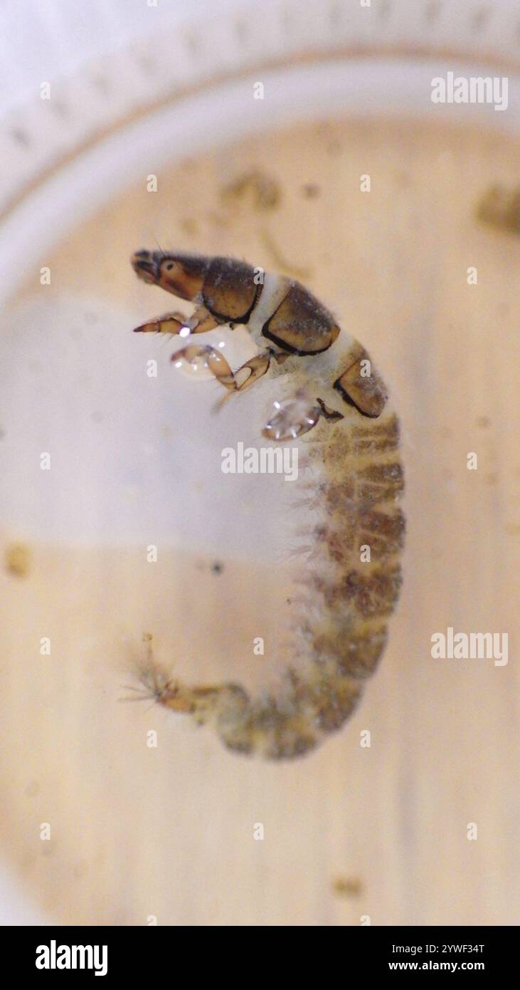 Net-spinning Caddisflies (Hydropsychidae Stock Photo - Alamy