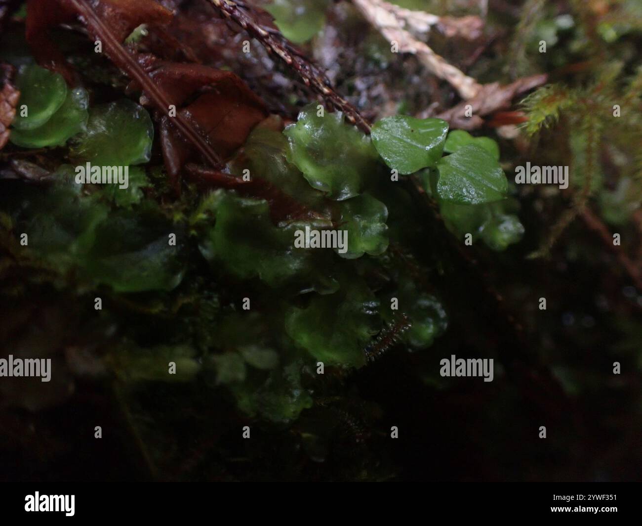 Ring Pellia (Pellia neesiana Stock Photo - Alamy