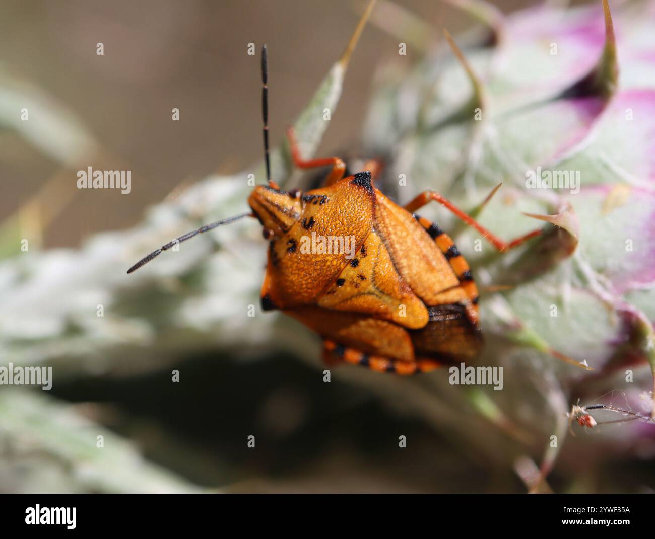 Red shield bug hi-res stock photography and images - Alamy