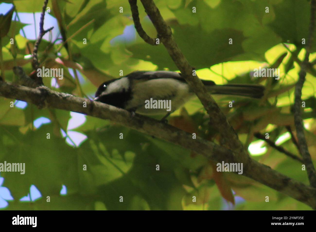 Black-capped Chickadee (Poecile atricapillus Stock Photo - Alamy