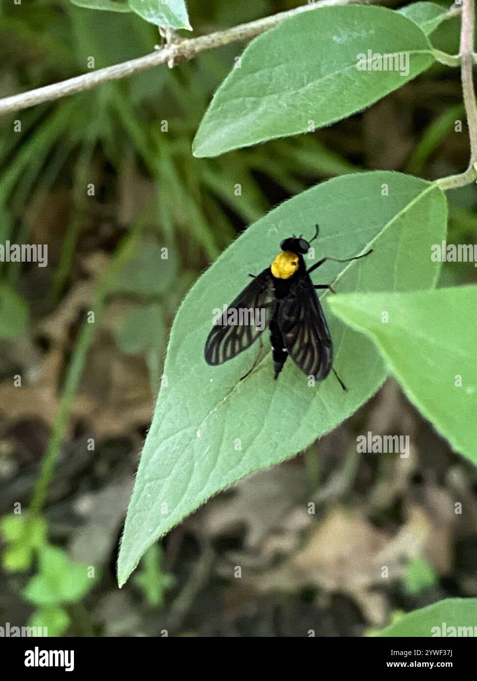 Golden-backed Snipe Fly (Chrysopilus thoracicus Stock Photo - Alamy