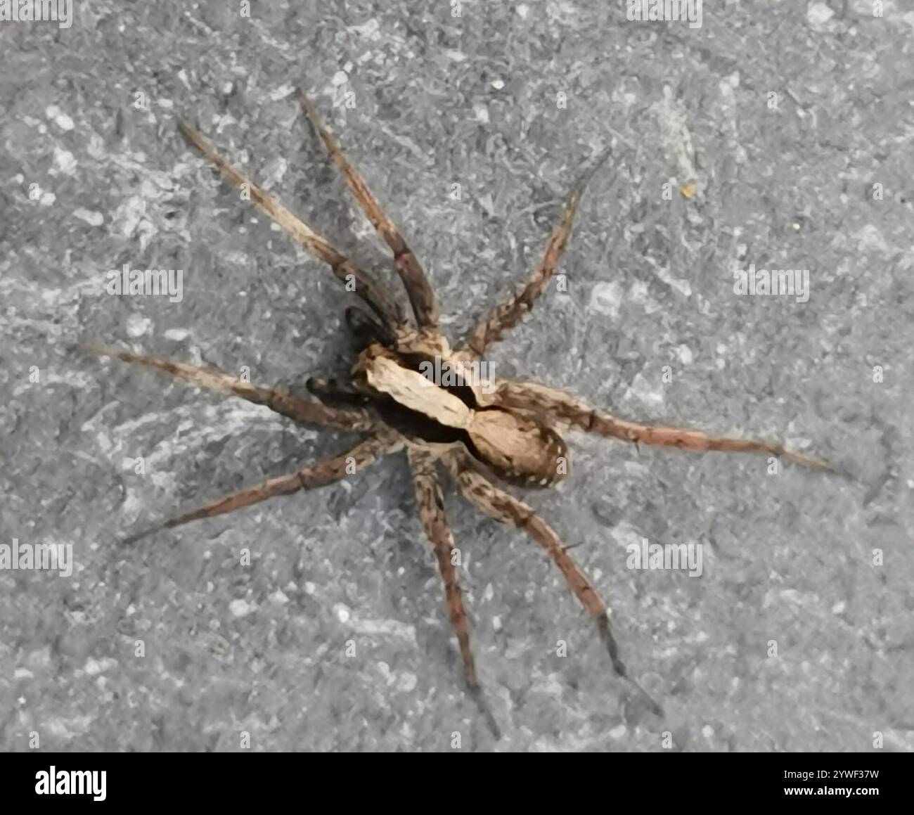 Burnt Wolf Spider (Xerolycosa nemoralis Stock Photo - Alamy