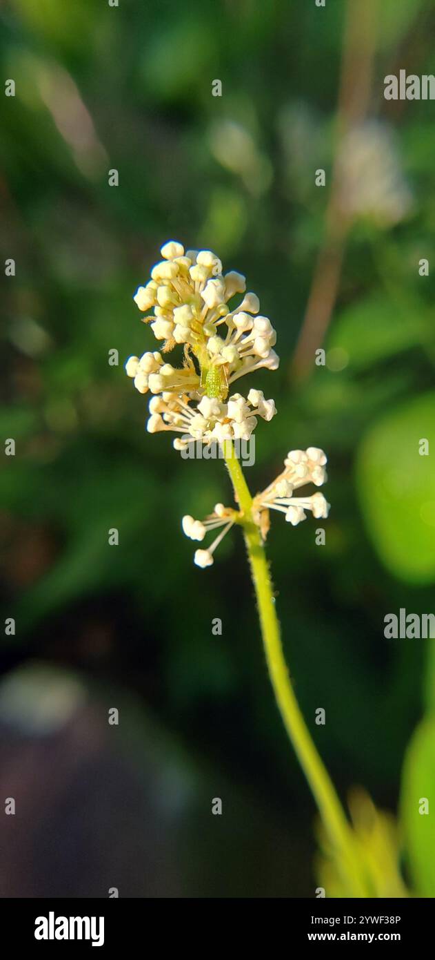 New Jersey tea (Ceanothus americanus Stock Photo - Alamy