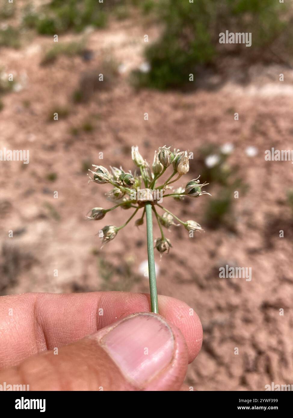 Textile onion (Allium textile Stock Photo - Alamy