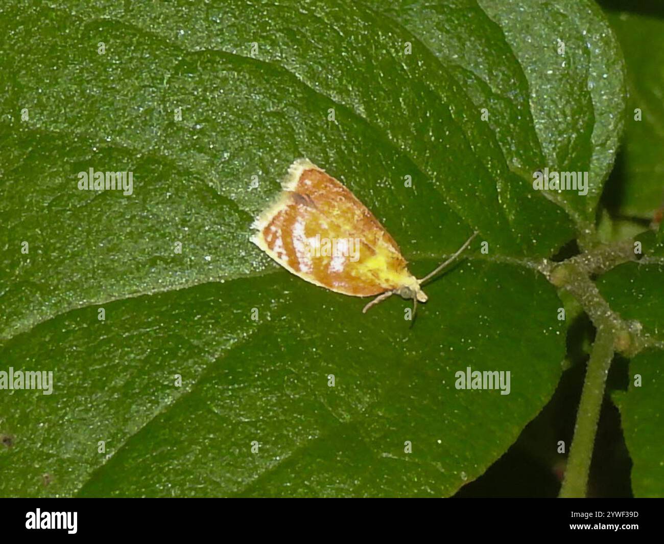 Blueberry Leaftier Moth (Acleris curvalana Stock Photo - Alamy