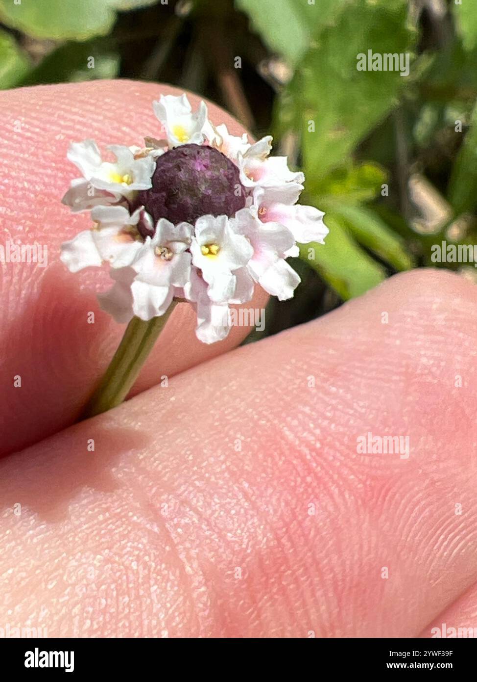 turkey tangle frogfruit (Phyla nodiflora Stock Photo - Alamy