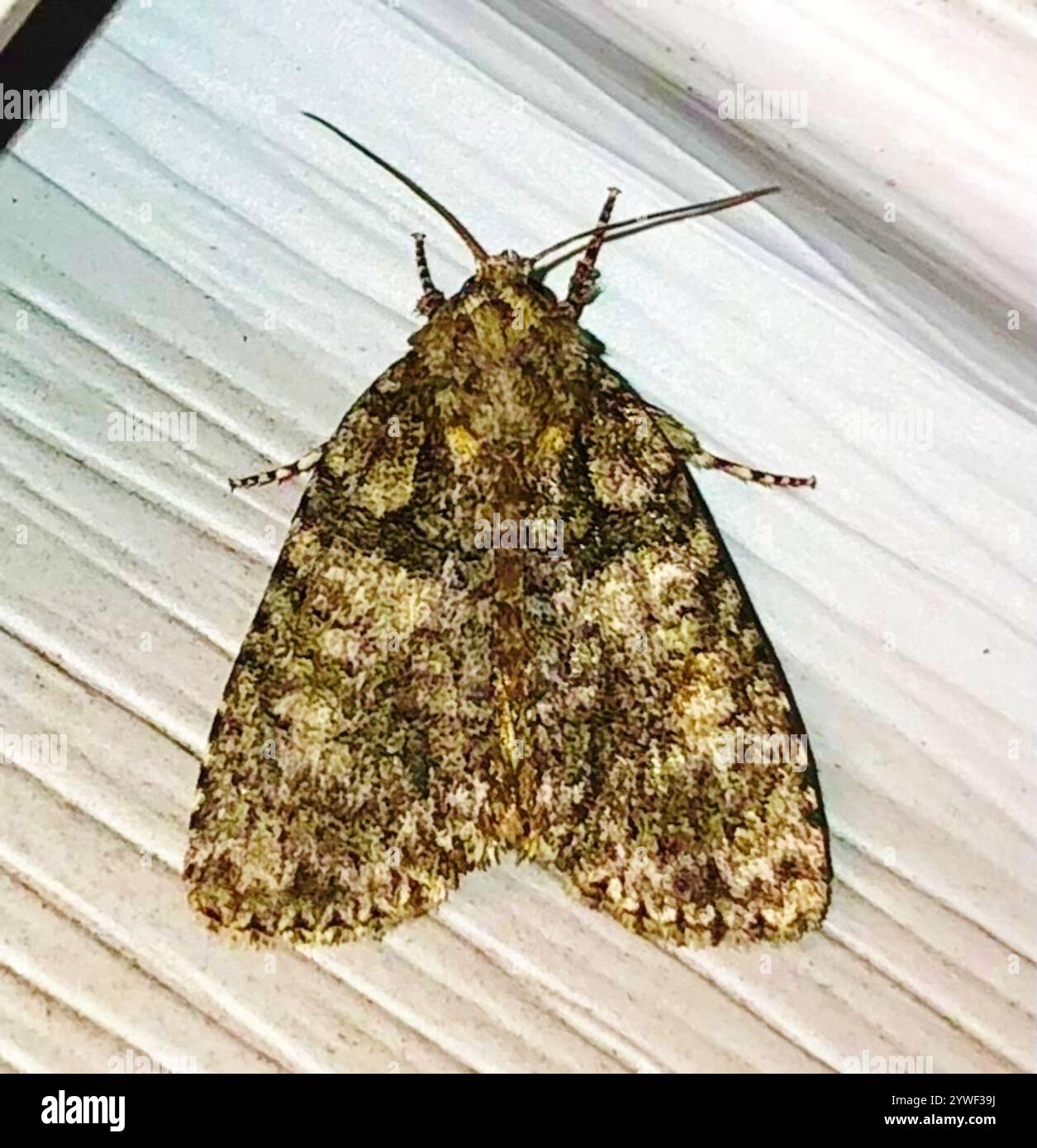 Eclipsed Oak Dagger (Acronicta increta Stock Photo - Alamy