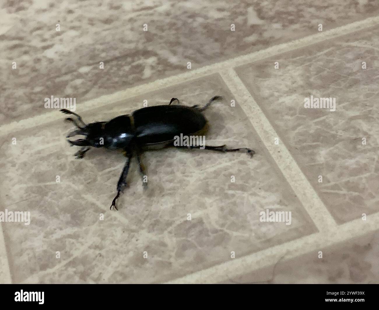 Smooth Stag Beetle (Lucanus placidus Stock Photo - Alamy