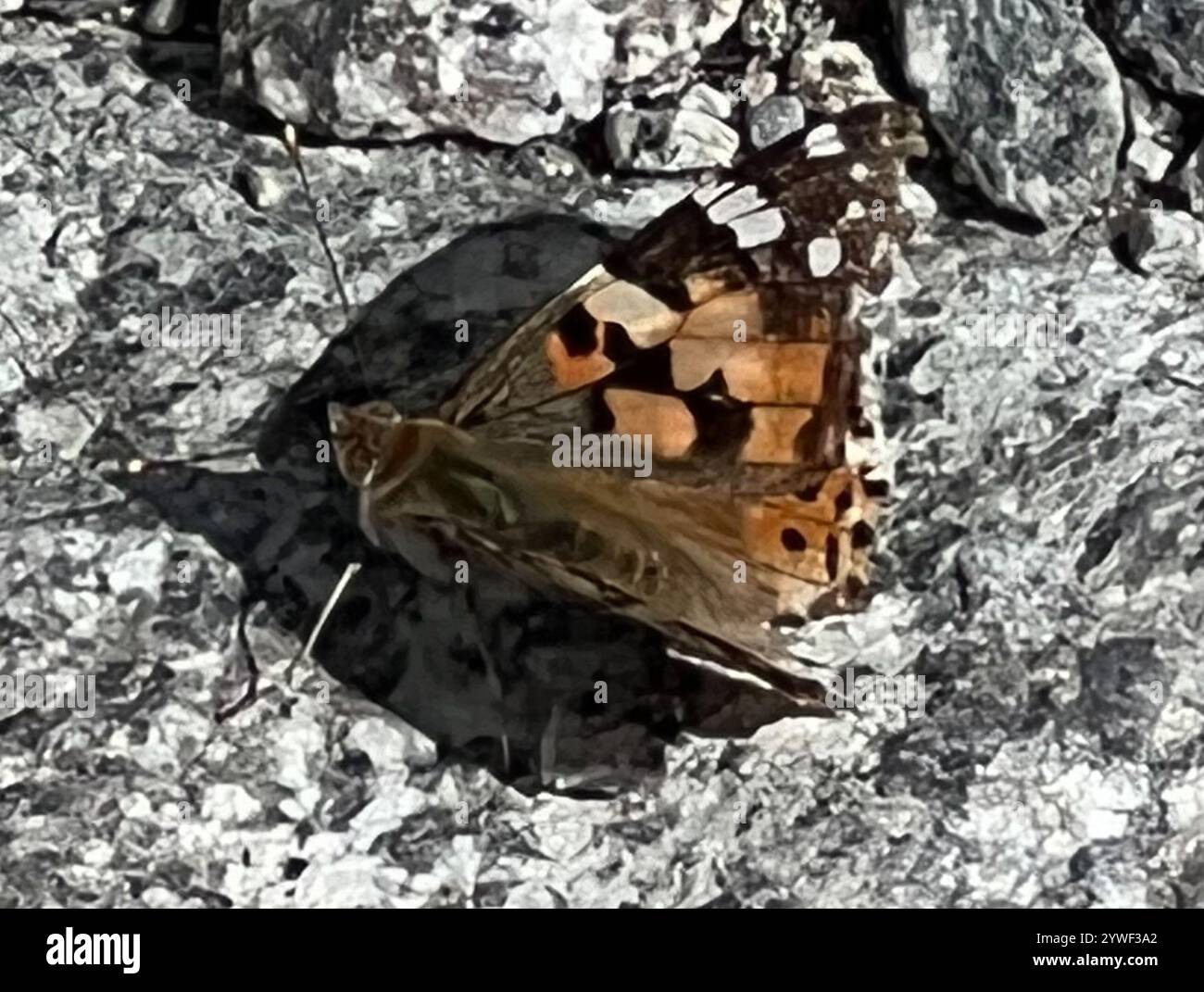 Painted Lady (Vanessa cardui Stock Photo - Alamy