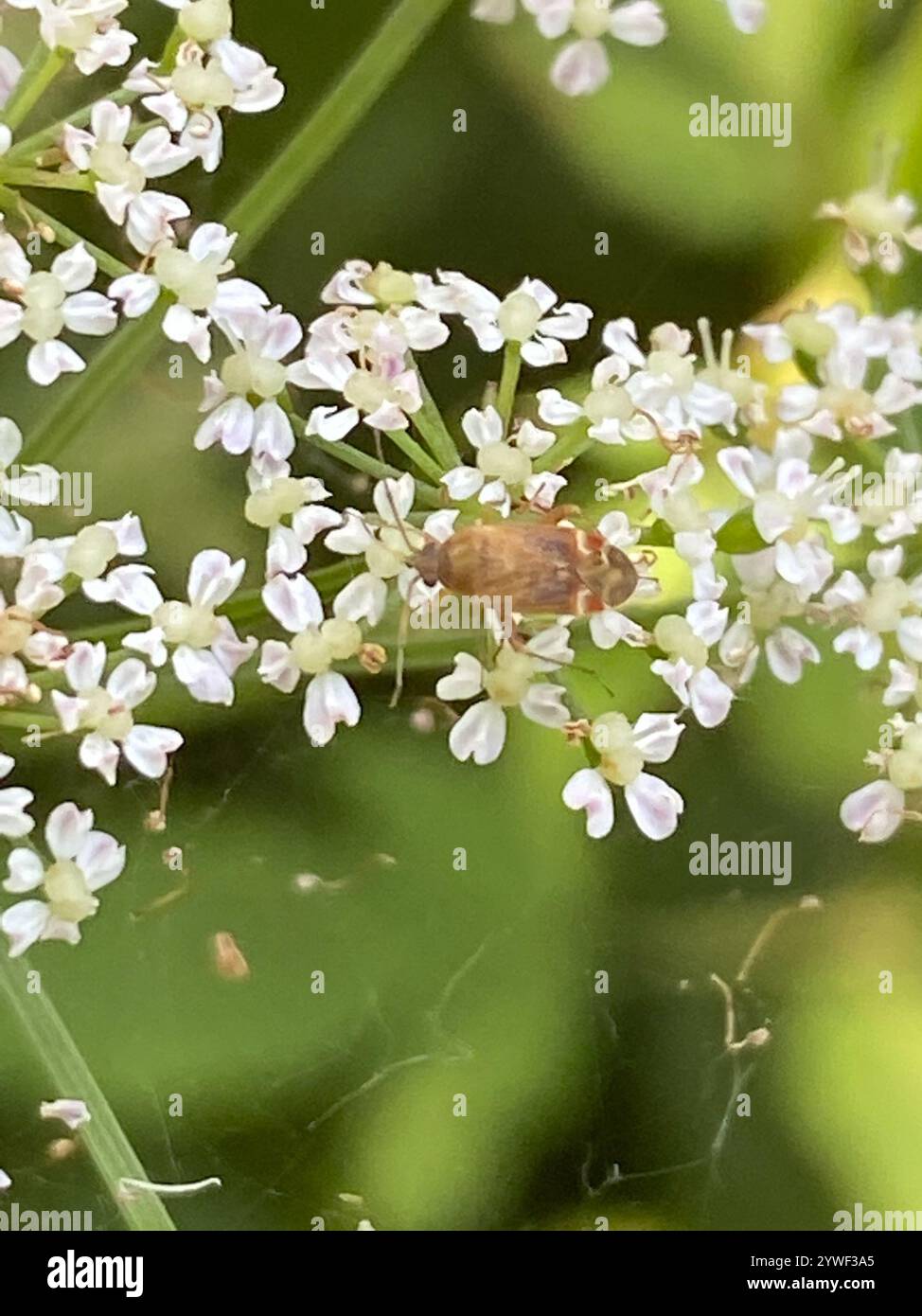 Psallus hi-res stock photography and images - Alamy