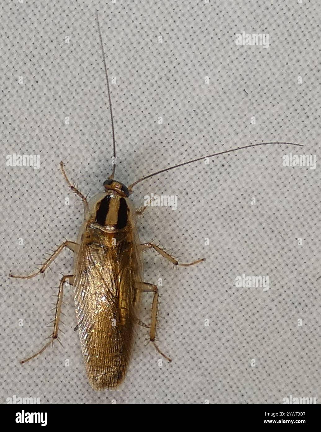 Asian Cockroach (Blattella asahinai Stock Photo - Alamy