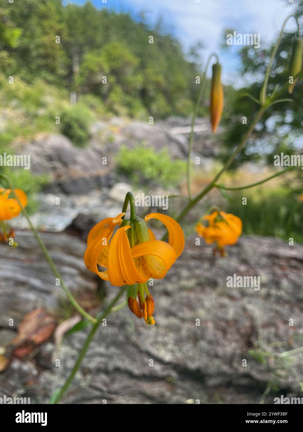 Columbia lily (Lilium columbianum Stock Photo - Alamy