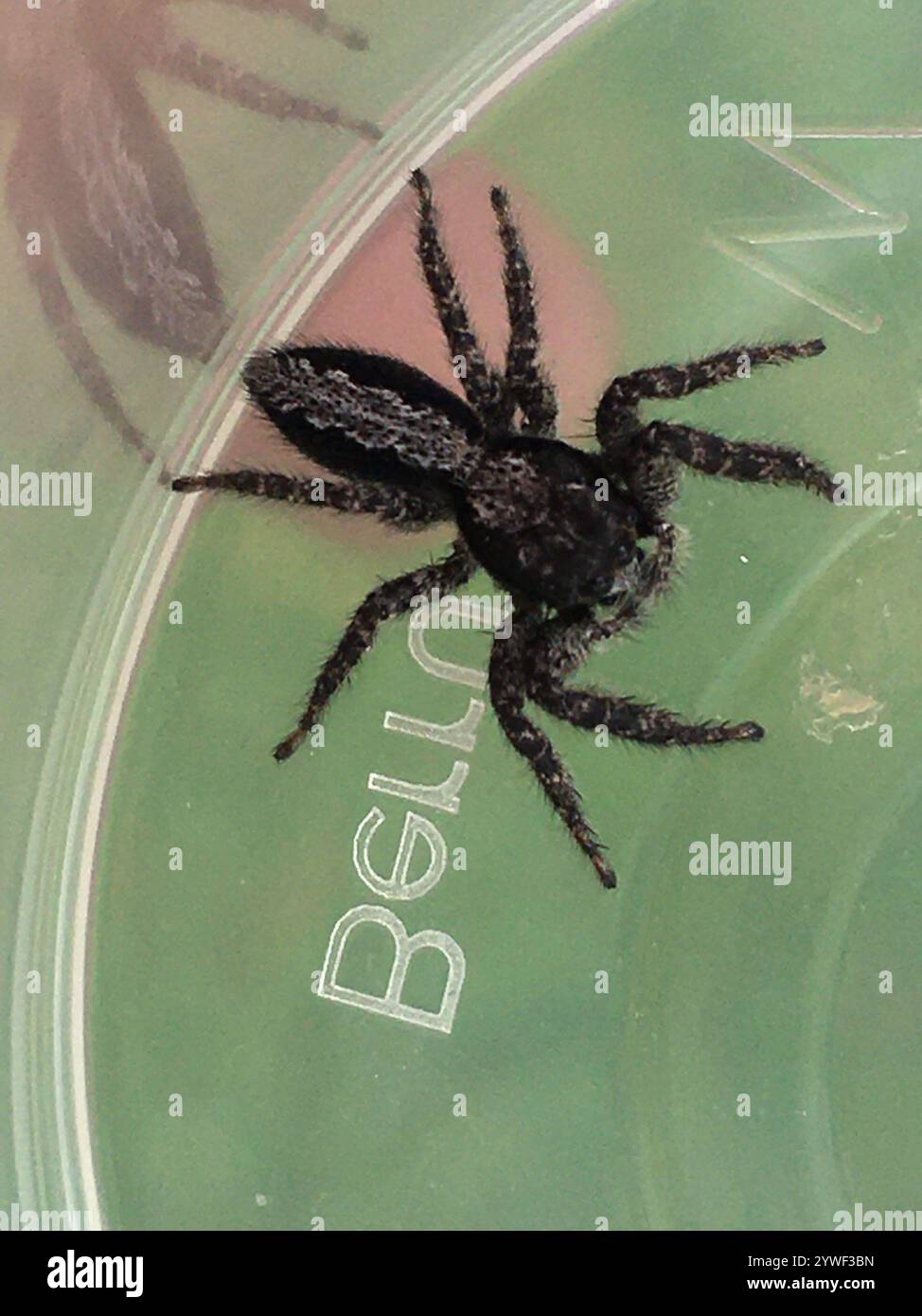 California Flattened Jumping Spider (Platycryptus californicus Stock ...