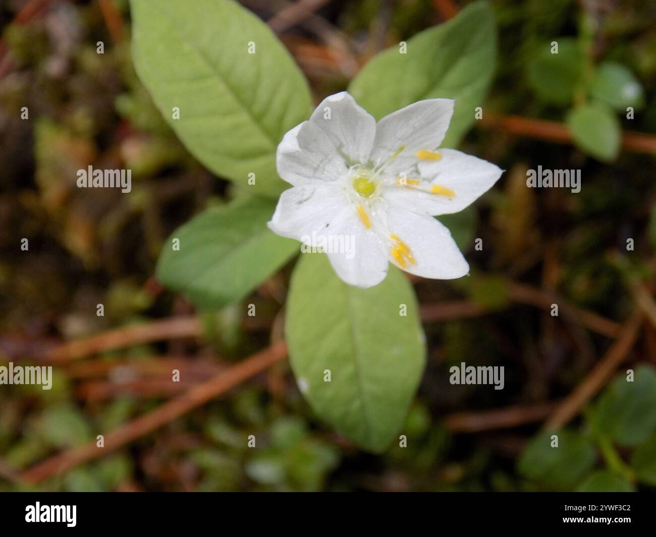 Arctic Starflower (Lysimachia europaea Stock Photo - Alamy