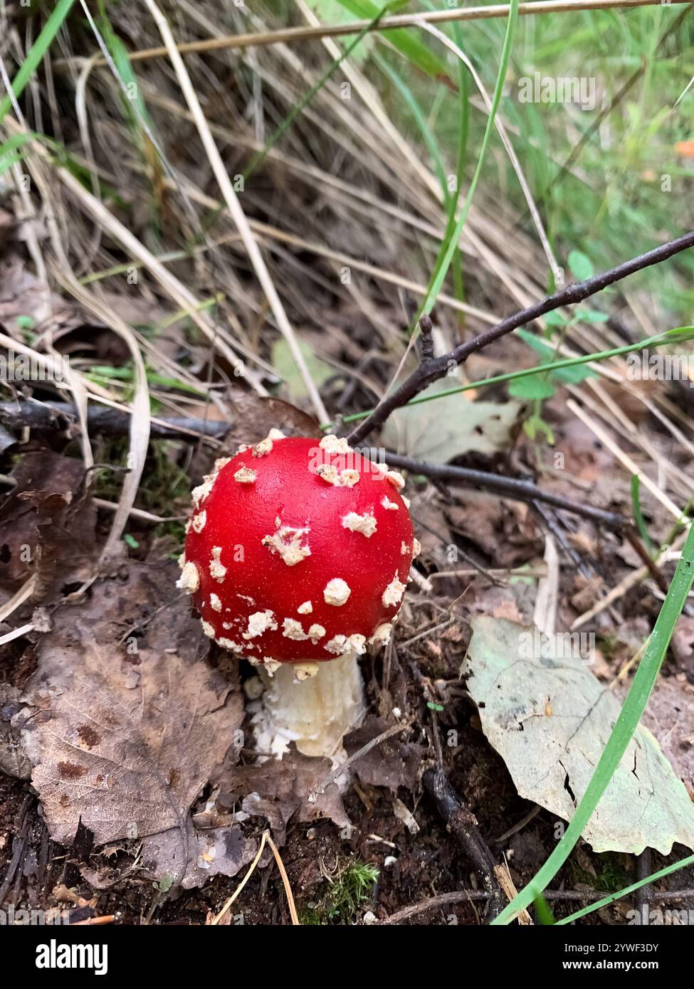 Red mushroom with white spots on it. It is on the ground. The mushroom ...