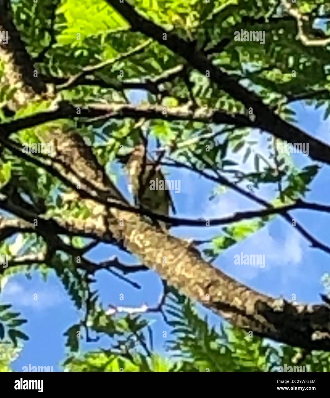 Cedar Waxwing (Bombycilla cedrorum Stock Photo - Alamy