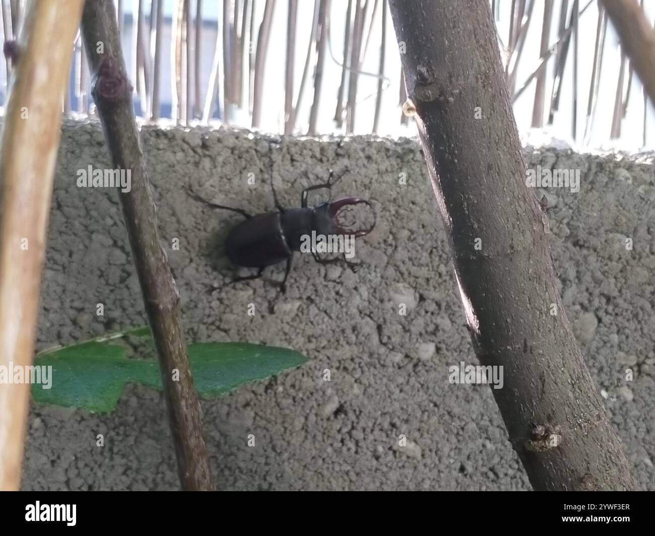 European Stag Beetle (Lucanus cervus Stock Photo - Alamy