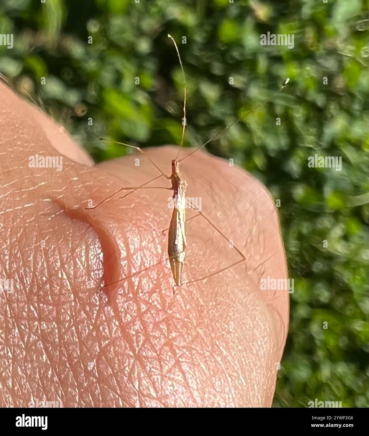 Stilt Bugs (Berytidae Stock Photo - Alamy