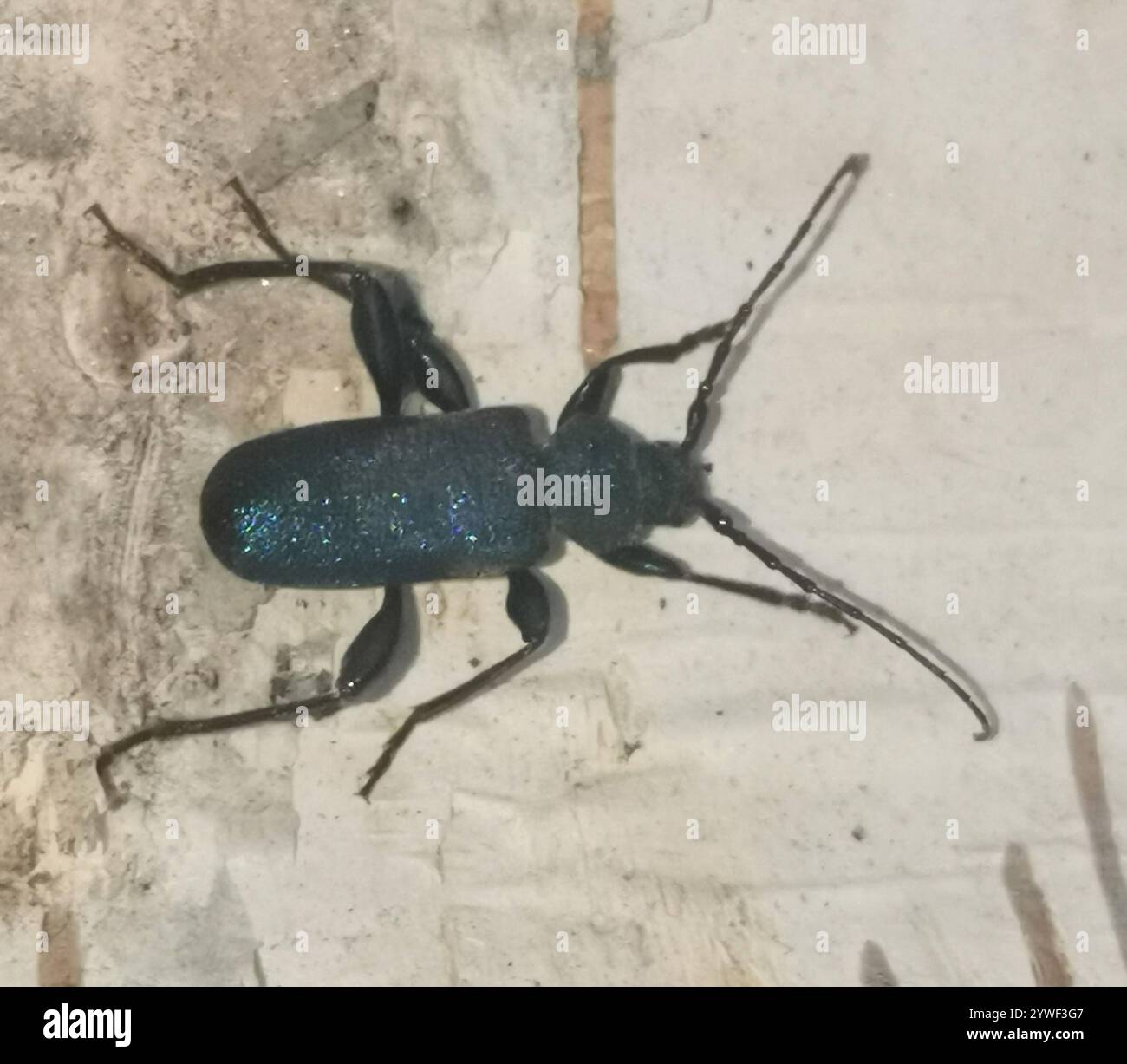 Violet tanbark beetle (Callidium violaceum Stock Photo - Alamy