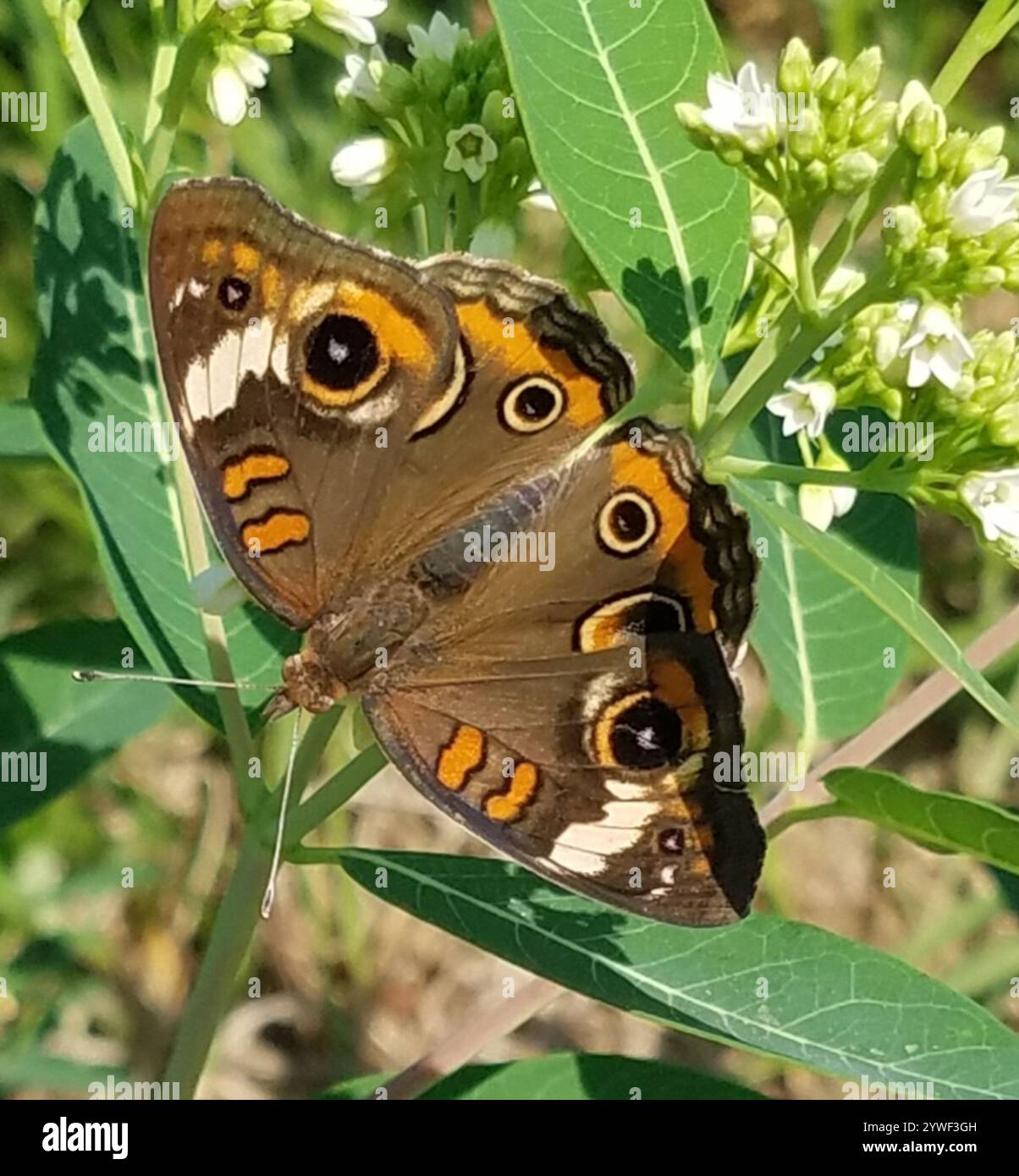 Common Buckeye (Junonia coenia Stock Photo - Alamy