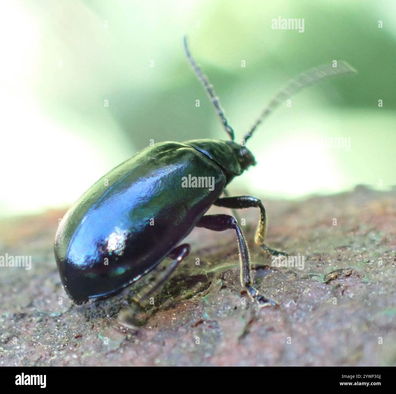 Alder Leaf Beetle (Agelastica alni Stock Photo - Alamy