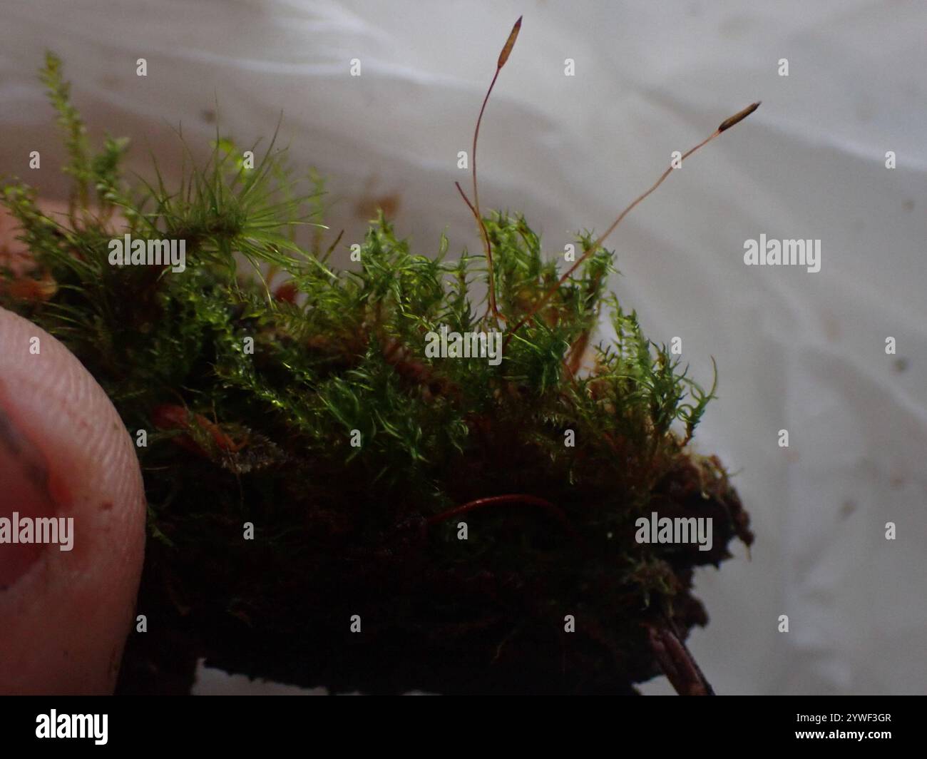 Four tooth moss hi-res stock photography and images - Alamy