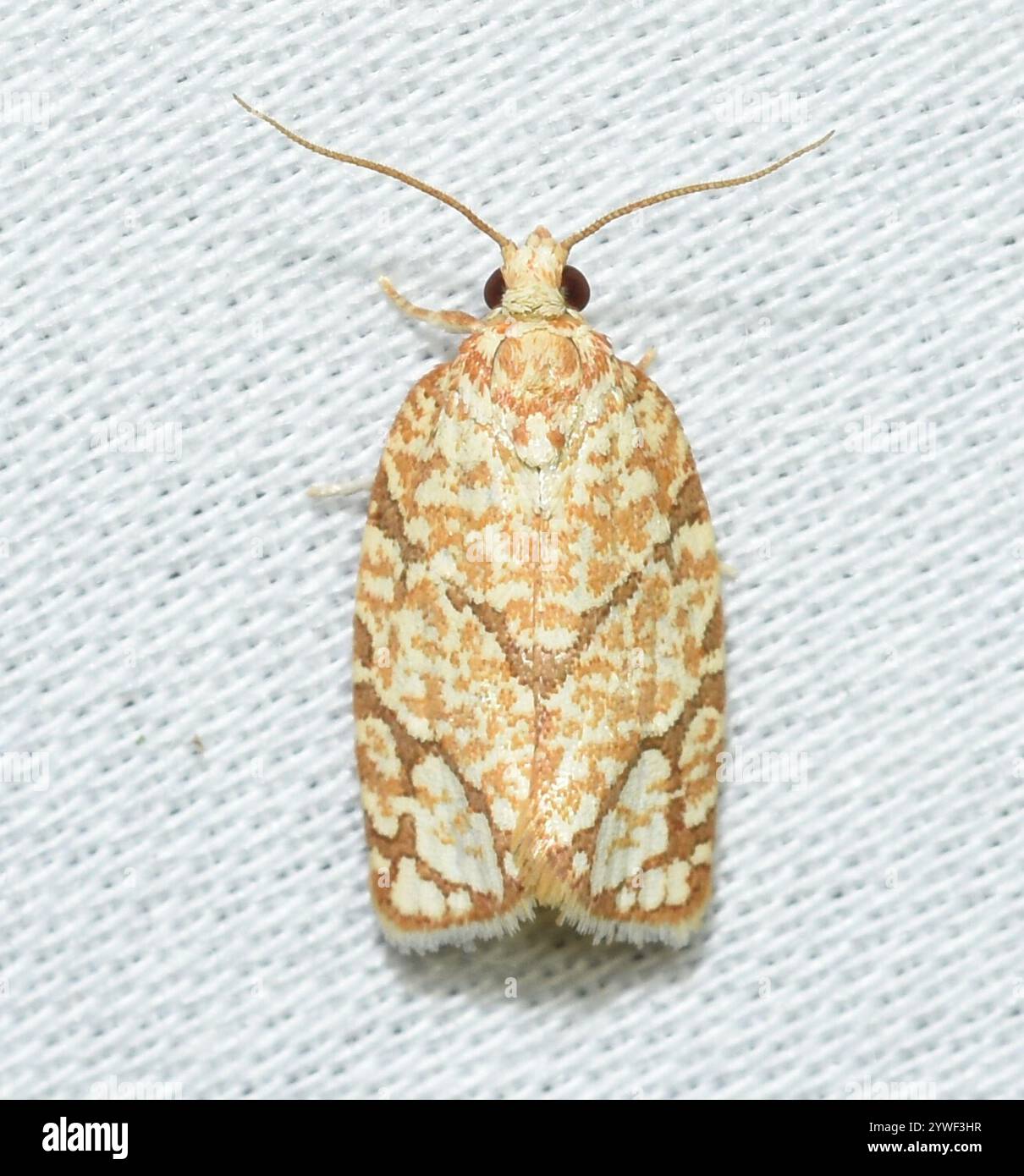 Yellow-winged Oak Leafroller Moth (Argyrotaenia quercifoliana Stock ...