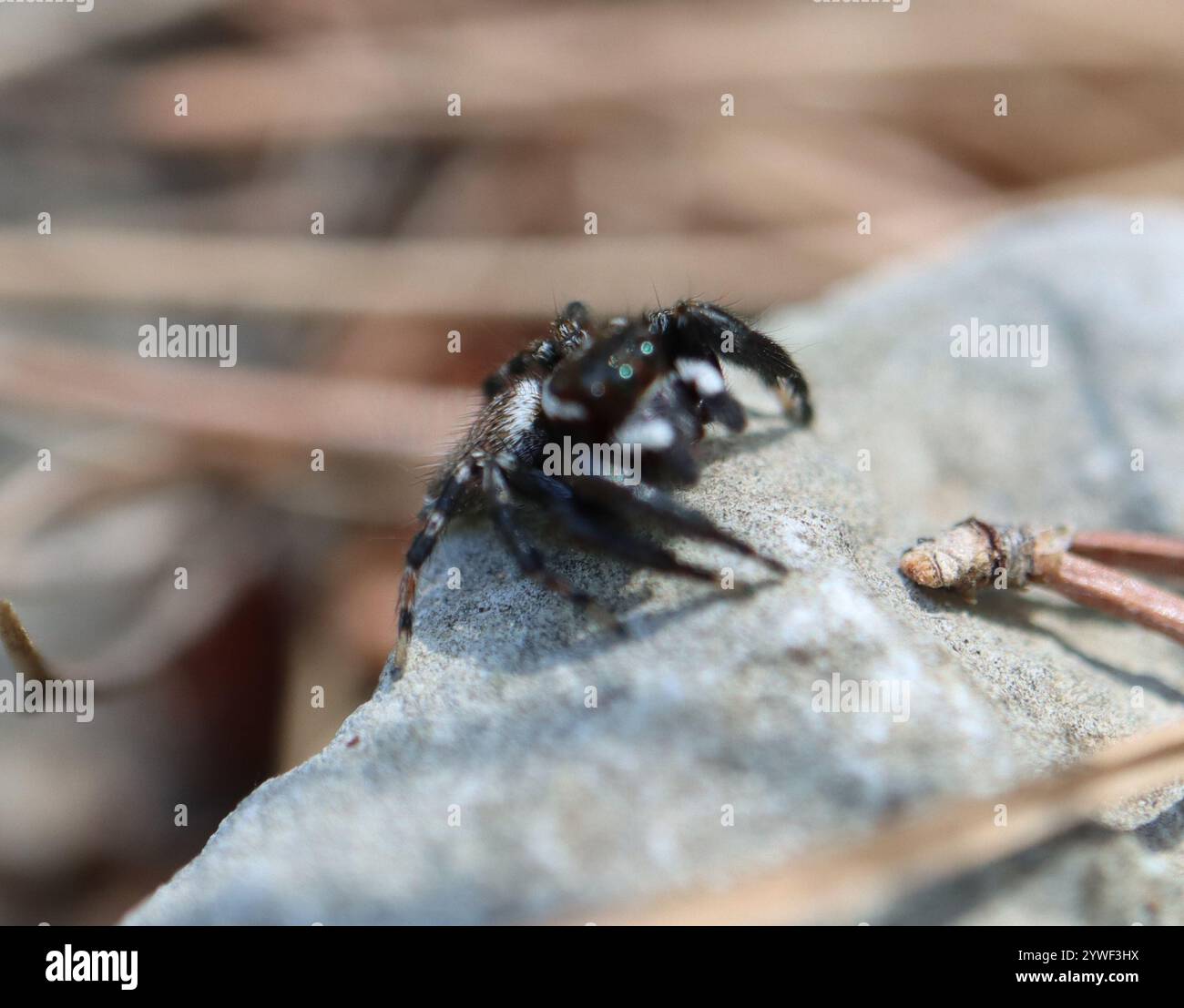 Mediterranean white-banded spider (Evarcha jucunda Stock Photo - Alamy