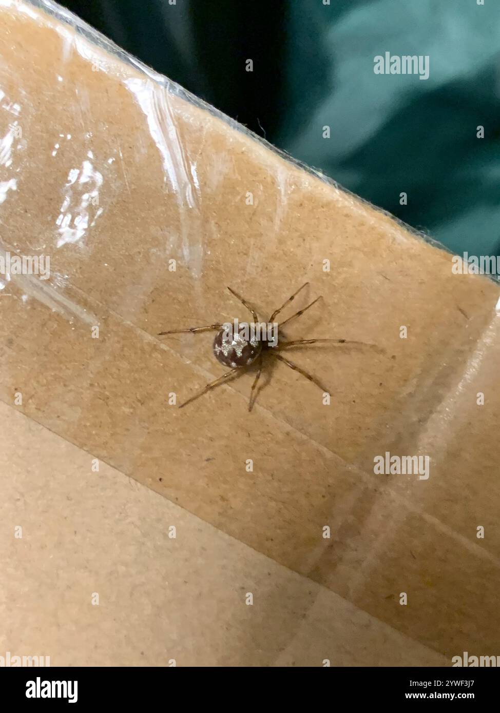 Triangulate Combfoot (Steatoda triangulosa Stock Photo - Alamy