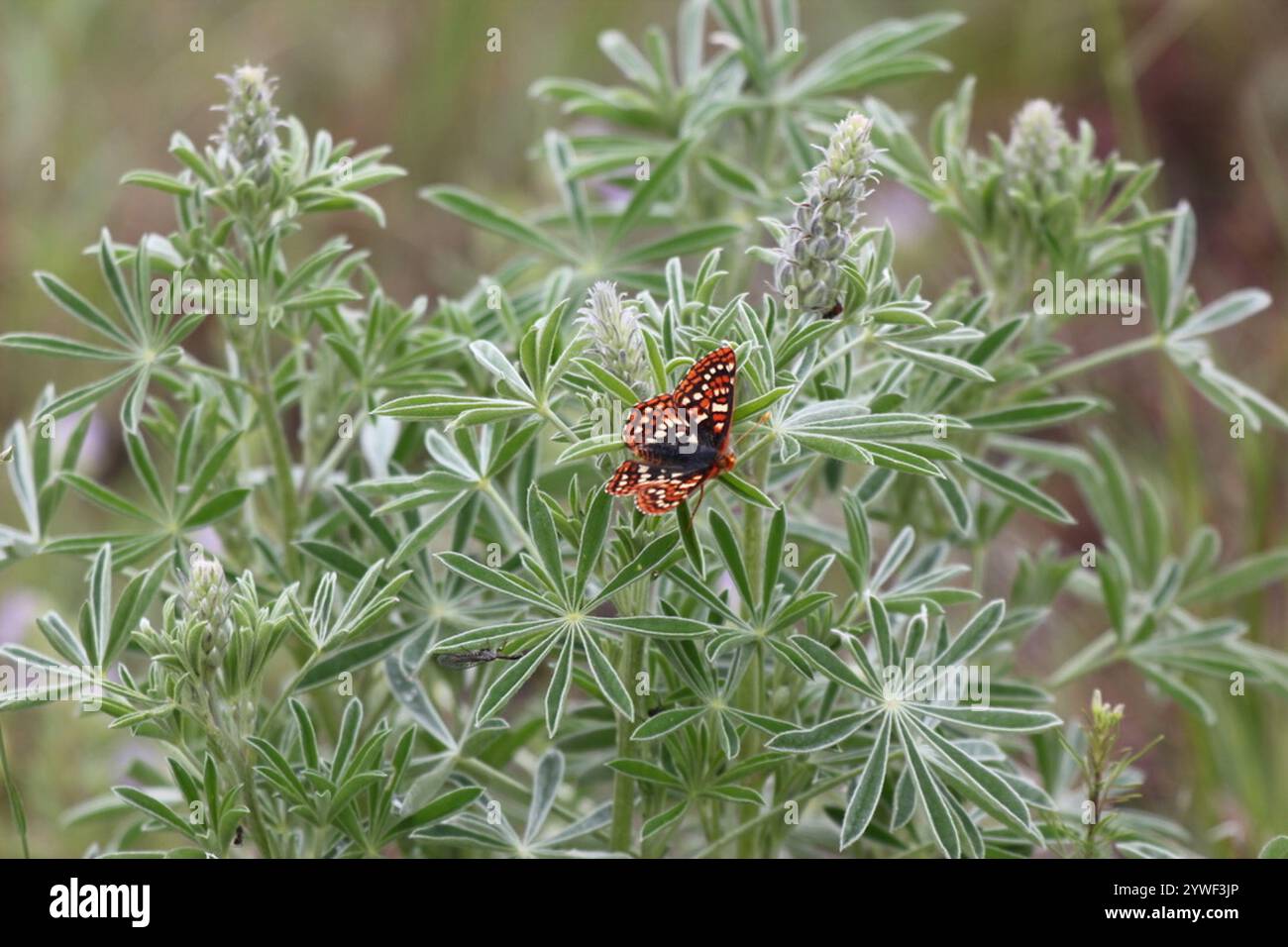Anicia Checkerspot (Euphydryas anicia Stock Photo - Alamy