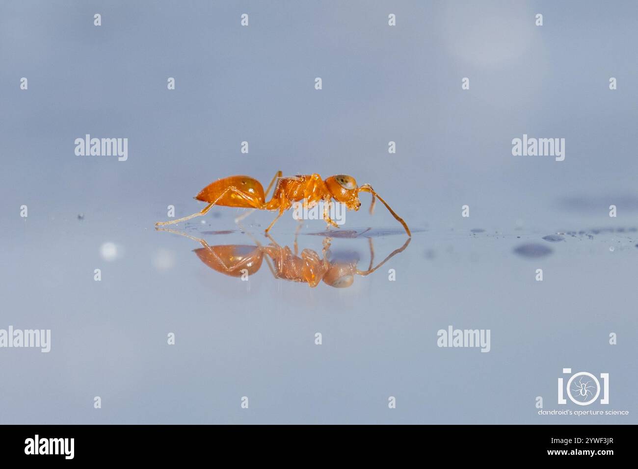Pincer Wasps (Dryinidae Stock Photo - Alamy