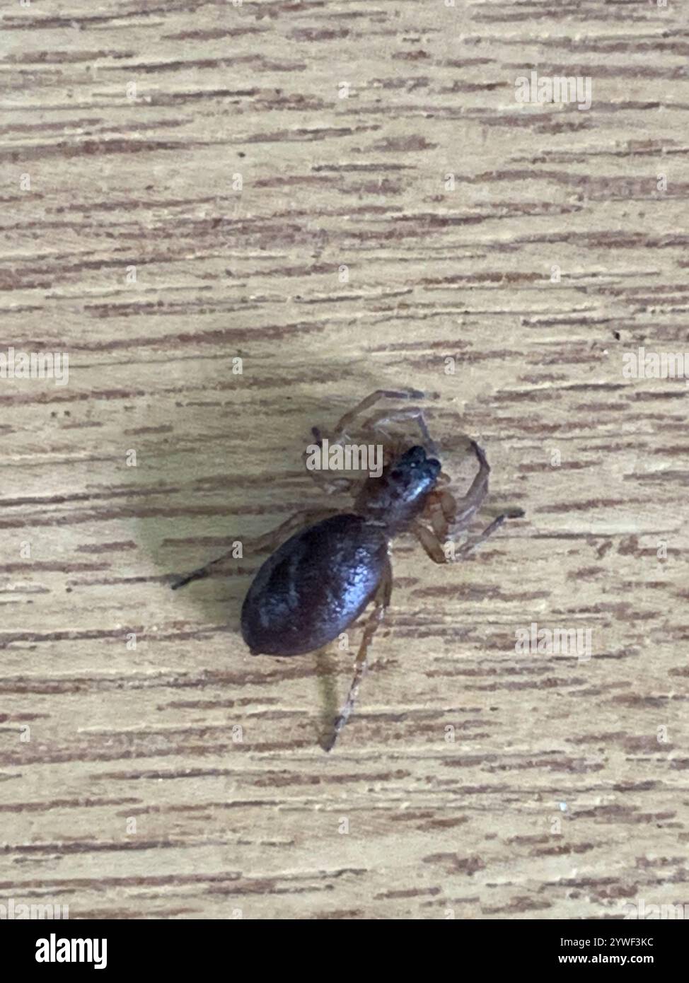 Sac Spiders (Clubionidae Stock Photo - Alamy