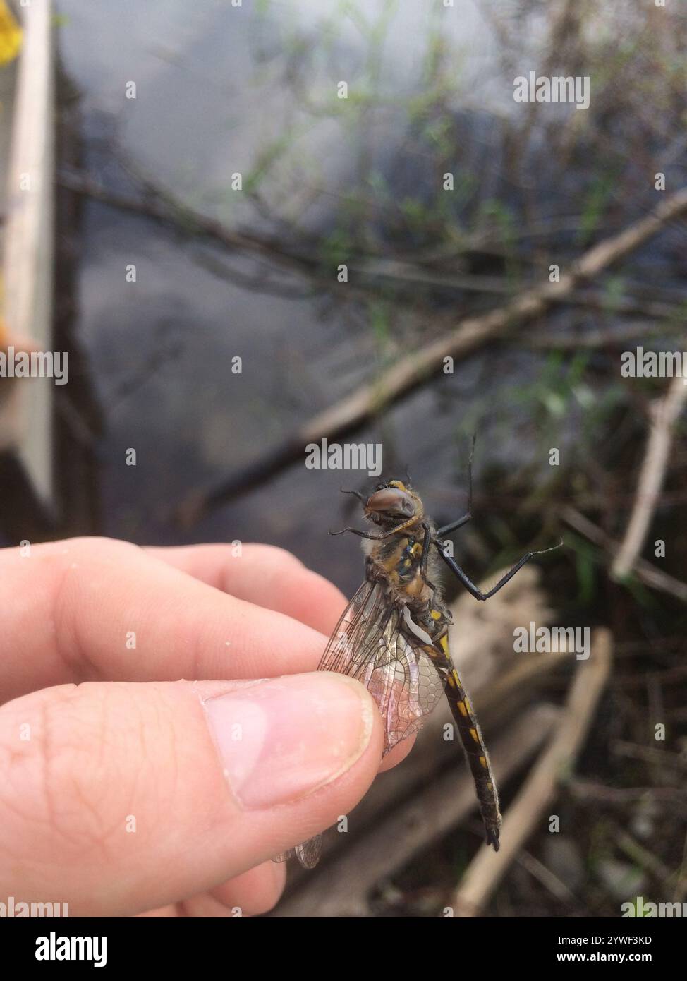 Beaverpond Baskettail (Epitheca canis Stock Photo - Alamy