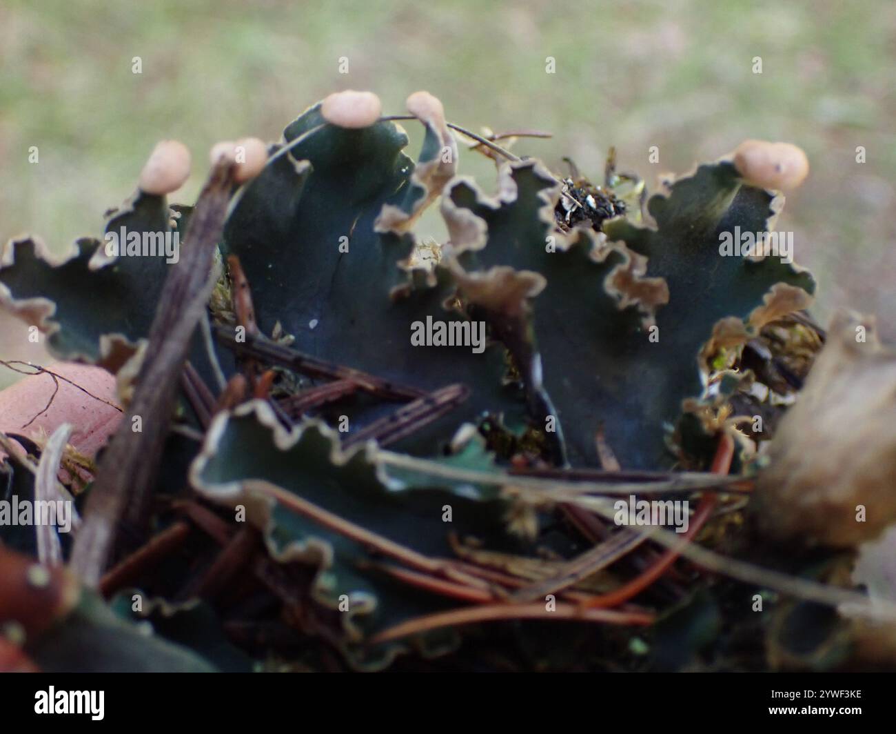 tree pelt lichen (Peltigera collina Stock Photo - Alamy