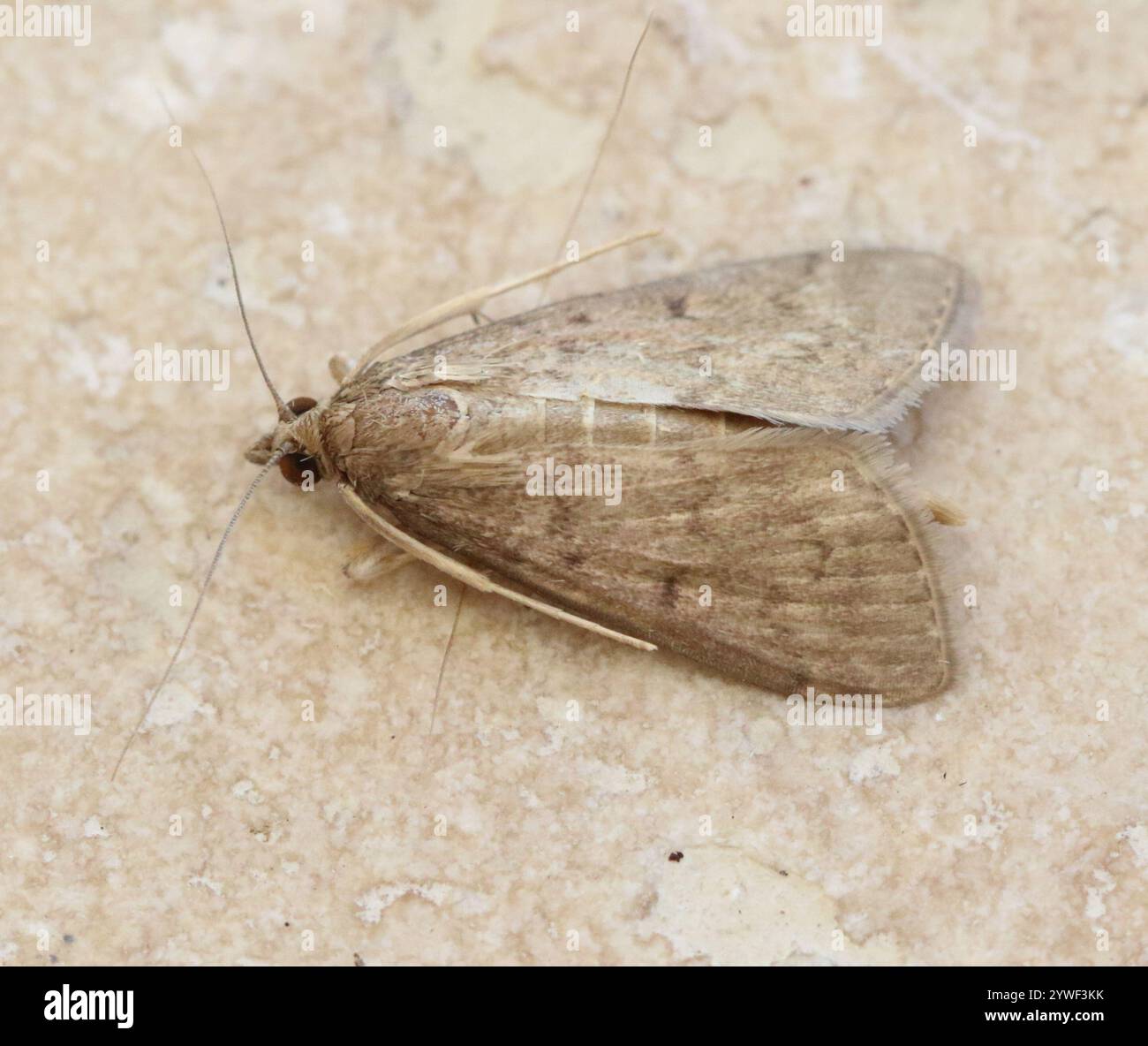Grass Webworm Moth (Herpetogramma licarsisalis Stock Photo - Alamy
