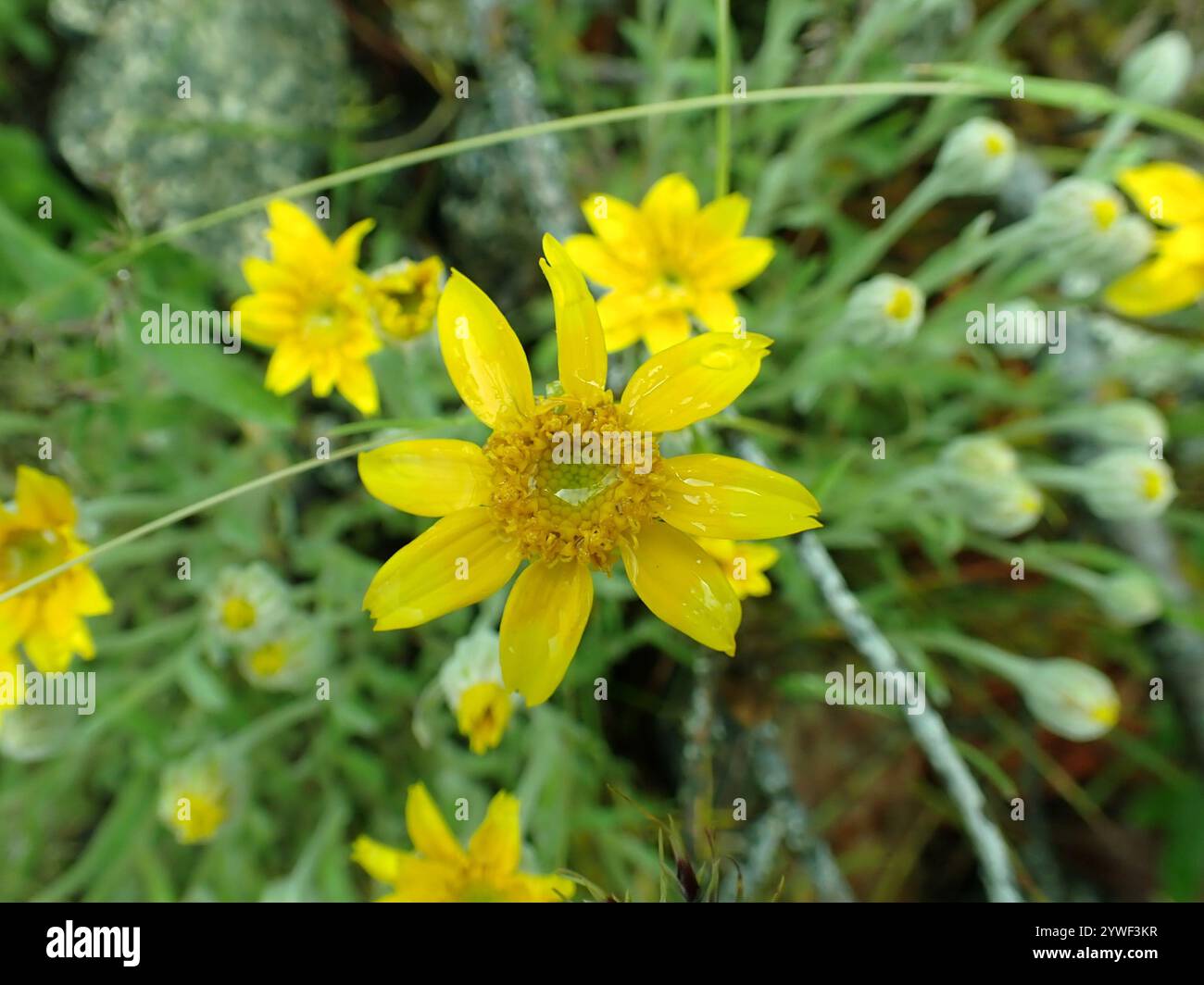 common woolly sunflower (Eriophyllum lanatum Stock Photo - Alamy