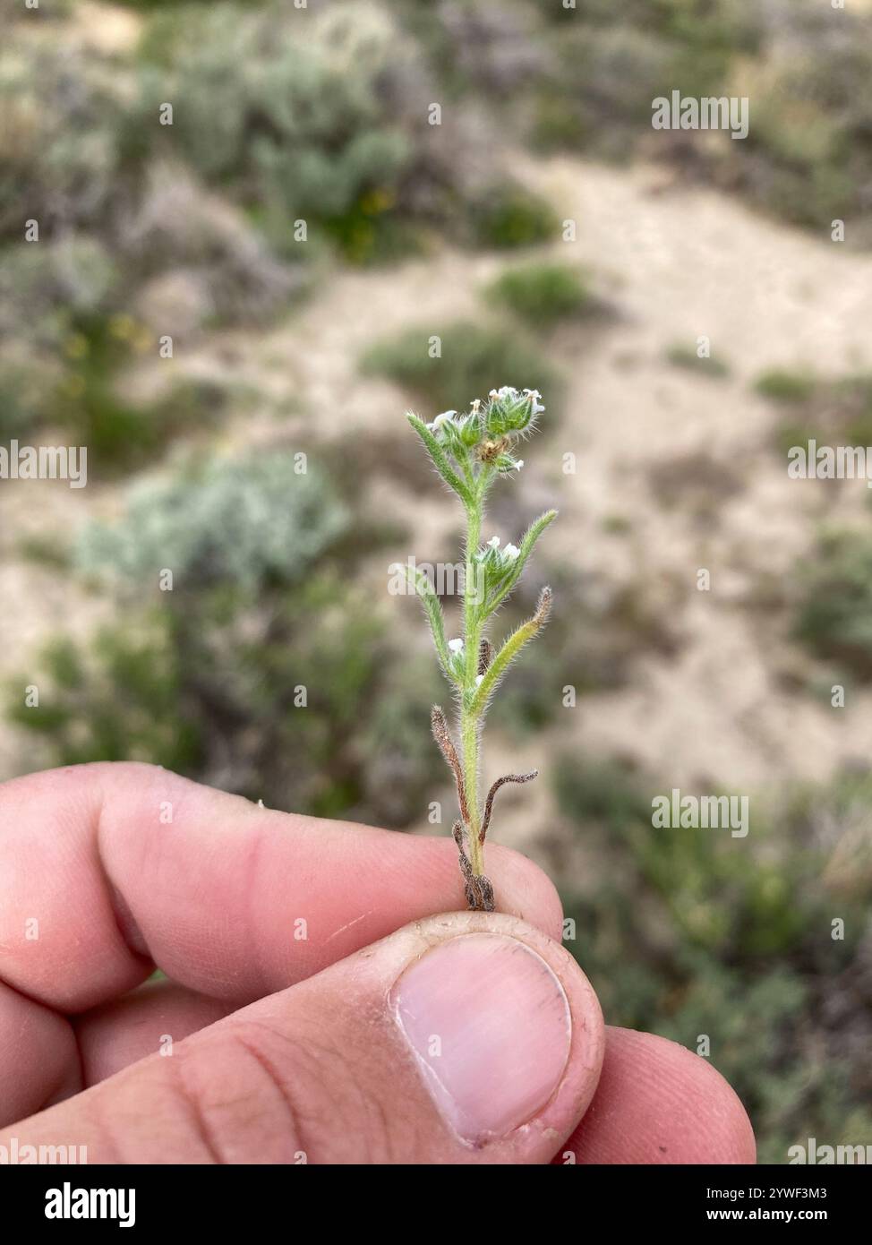 Watson's Cryptantha (Cryptantha watsonii Stock Photo - Alamy